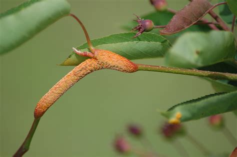 Pear Rust Gymnosporangium Libocedri Causes Symptoms And Treatment