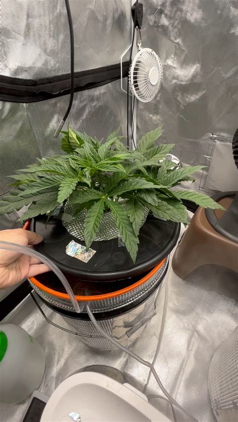 First Time Dwc Root Rot R Hydroponics