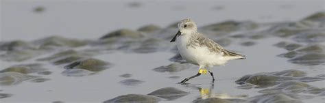 Donate — Oriental Bird Club