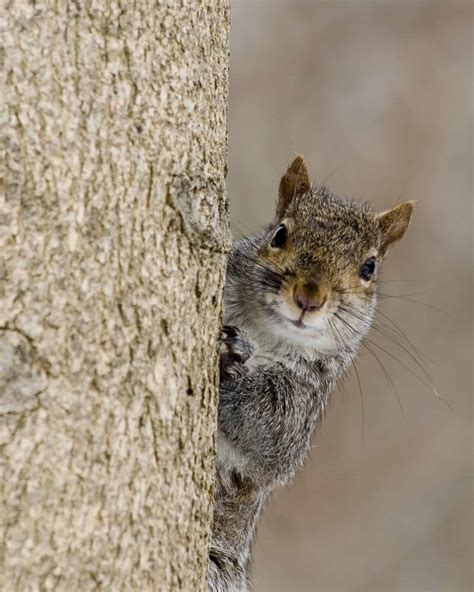 Squirrel Adaptations Deciduous Forest At Cruz Ybarra Blog