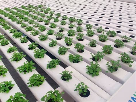 Interesting Facts About Hydroponic Cultivation Hortivinyl