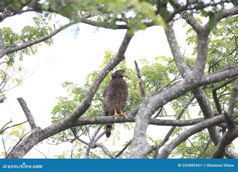 Eagel Scouting Stock Image Image Of Closeup Scouting 255883421