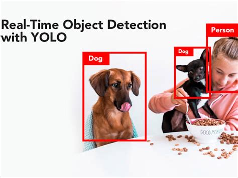 Provide Data Annotation Object Detection And Tracking With Yolo By Fyrastlili Fiverr