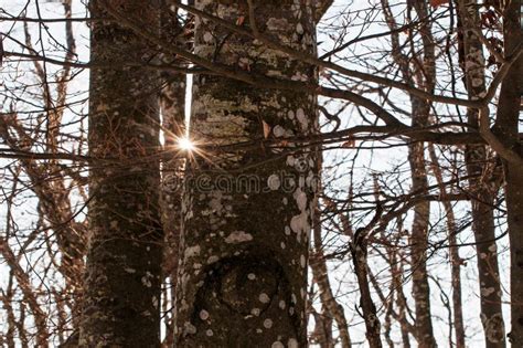 Naked Trees Covered With Lichen Stock Photo Image Of Nature Brown