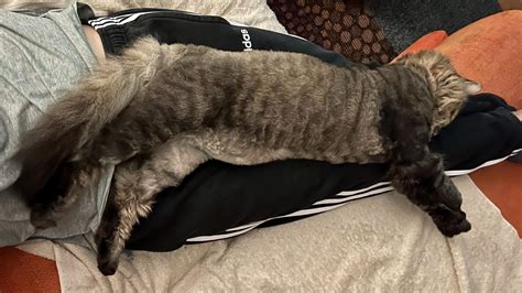 This Cat Is Dumpling Added A New Photo This Cat Is Dumpling