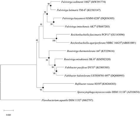 Neighbour Joining Phylogenetic Tree Reconstructed From A Comparative Download Scientific