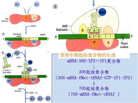 DNARNA和蛋白质的生物合成 word文档在线阅读与下载 无忧文档 DNARNA和蛋白质的生物合成 word文档在线阅读与下载 无忧文档