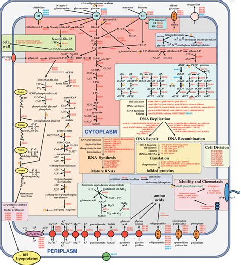 Solute Transport And Metabolic Pathways In B Burgdorferi A Schematic Download Scientific