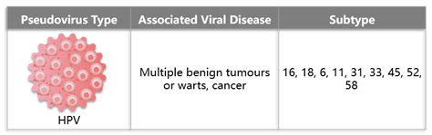 Making Hpv Research More Accessible With Pseudoviruses