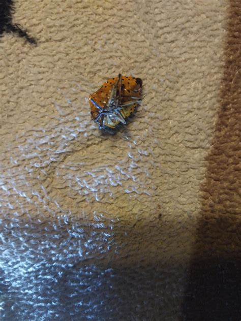 I Found This Insect Outside Of My Room And Its Driving Me Crazy That I