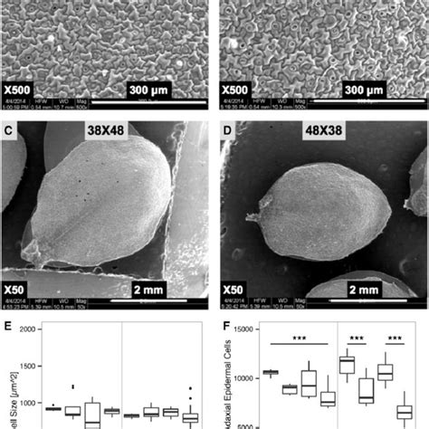 Cell Size And Cell Number A B And E Cell Size Does Not Change With Download Scientific