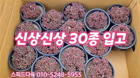 221028 예쁜 신상 신상 30종 입고 ️ 핑크루비 프리모리 러블리로즈 먼로 샹그릴라 올리브등 스피드다육 010 5248