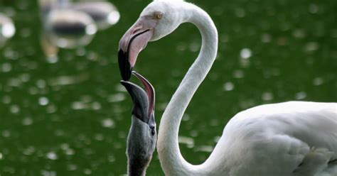 El Fenómeno De La Leche De Buche Lo Que Realmente Oculta El Misterioso