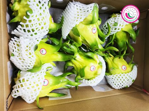 N H Ng Thanh Long Xu T Kh U Australia Thanh Long Vi T