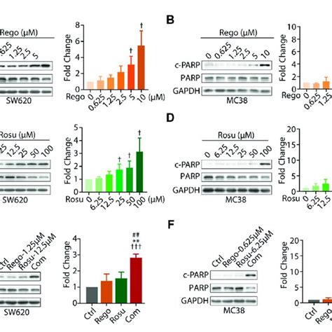 Combination Regimen Of Regorafenibrosuvastatin Synergistically Induced Download Scientific
