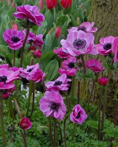 Anemone de Caen Sylphide | Anemone, Bulb flowers, Anemone flower