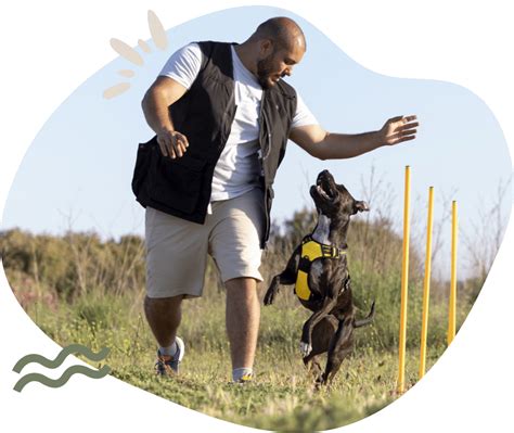 Curso Certificado Profesional Adiestramiento Base Y Educación Canina Sead0412 Adiestramiento