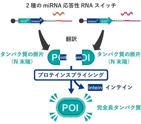 新たなrna技術「スプリットrnaスイッチ」の開発～特定の細胞を標的とした遺伝子発現制御の正確性を大幅に向上～ テック・アイ生命科学