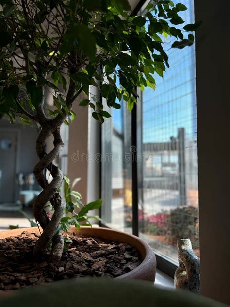 Green Tree With An Unusual Trunk Stock Photo Image Of Lighting Branch