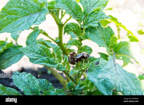 Colorado Beetle Copulate And Eating Green Leaves Of Potato Bush Insects Pests Eats Potato