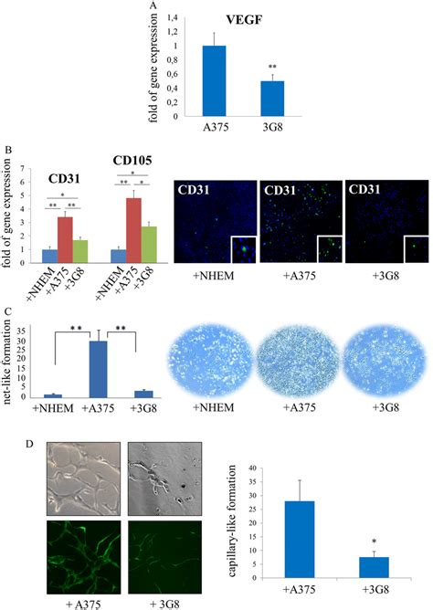 Runt Domain Promotes Angiogenesis In Melanoma Cells A Real Time Pcr Download Scientific