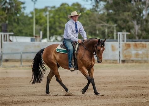 Stanric Australian Stock Horses Levenstrath Nsw