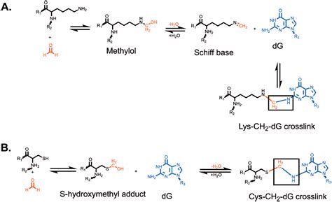 Frontiers Aldehyde Induced Dna Protein Crosslinks Dna Damage Repair