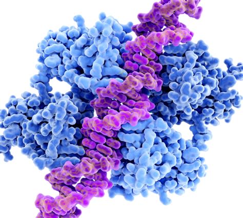 P53 Is The Most Frequently Mutated Gene In Cancer But Can We Target It