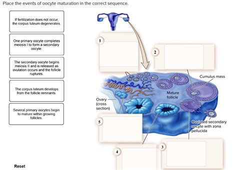 Place The Events Of Oocyte Maturation In The Correct Sequence If