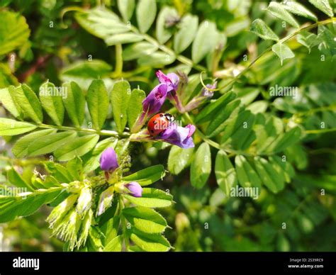 A Vibrant Red Ladybug Rests On A Purple Flower Amid Lush Green Foliage Capturing A Moment Of