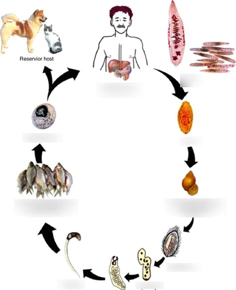 Trematodes Human Liver Fluke Life Cycle Diagram Quizlet
