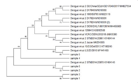 Evolutionary Relationship Of Taxa For Dengue Virus Serotype 2 Samples