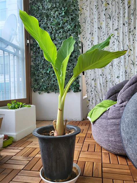 황금 연꽃 바나나 화분 당근 중고거래