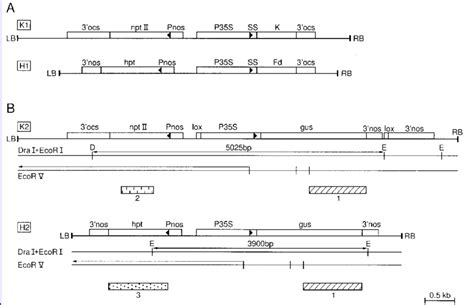 Schematic Outline Of K And H Types Of T Dna K T Dnas In Pak1202 K 1
