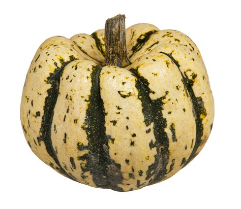 Pictures Of Gourd Squash At Chris Henry Blog