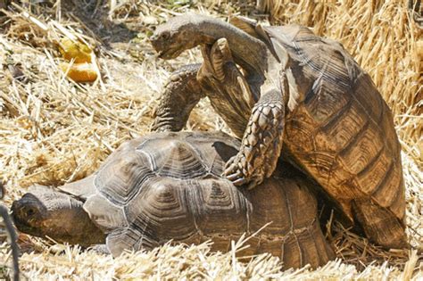 Sex Turtle GIF On GIFER By Banris