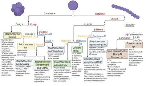 Bacteria Identification Algorithm Rmicrobiology
