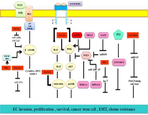 lncrnas mediated cell signalling in ec cells oncogenic lncrnas red