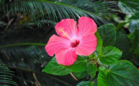자연 정글 핑크 히비스커스 꽃시사