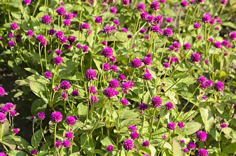 Gomphrena Globosa Purple Botanikfoto Picture Library Plant And