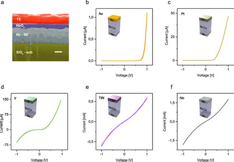 A Cross Section Of A Au Nbox Nb Cell Showing The Compactness Of The Download Scientific