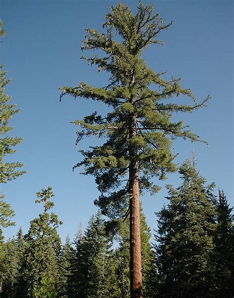 Pinus Lambertiana Commonly Known As The Sugar Pine Or Sugar Cone Pine