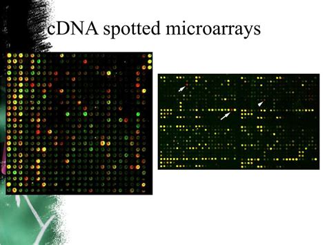 Ppt Bioinformatics Powerpoint Presentation Free Download Id4415797