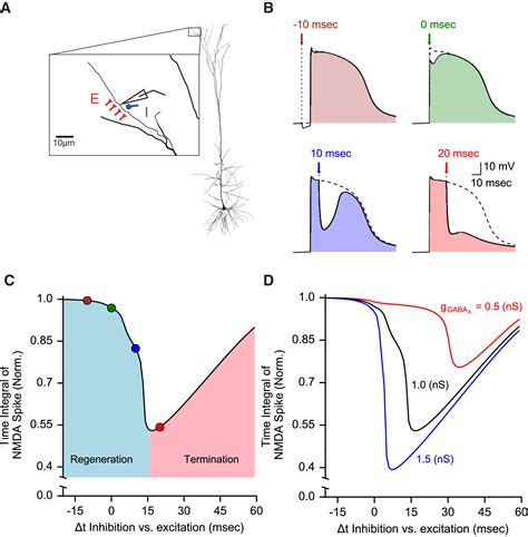 Timed Synaptic Inhibition Shapes NMDA Spikes Influencing Local Dendritic Processing And Global