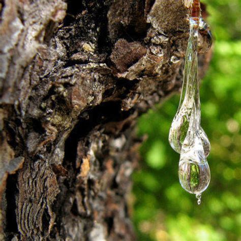 Tree Sap MotorOne