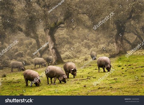 22 790 Imágenes De Pradera Cerdos Imágenes Fotos Y Vectores De Stock