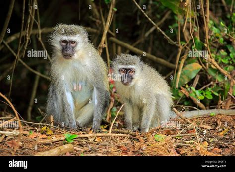 Vervet Monkey Chlorocebus Pygerythrus Female With Young Saint Lucia