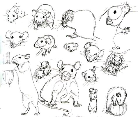 Rat Drawing References And Sketches For Artists