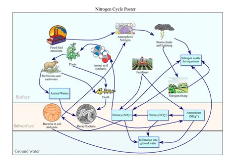 Life Science Graphic Organizer Nitrogen Cycle Poster Graphic