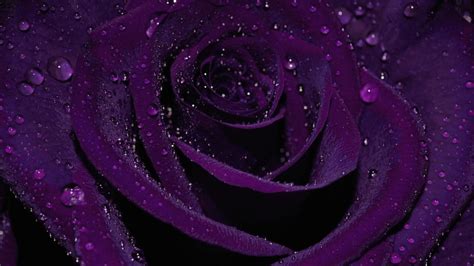 Dark Purple Roses Wallpaper 46 Images